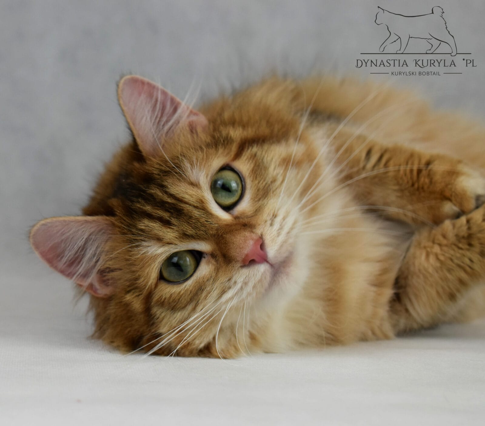 Quanda – Dynastia Kuryla